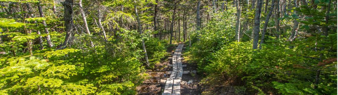 East Coast Trail | Avalon Peninsula | Trail Sections