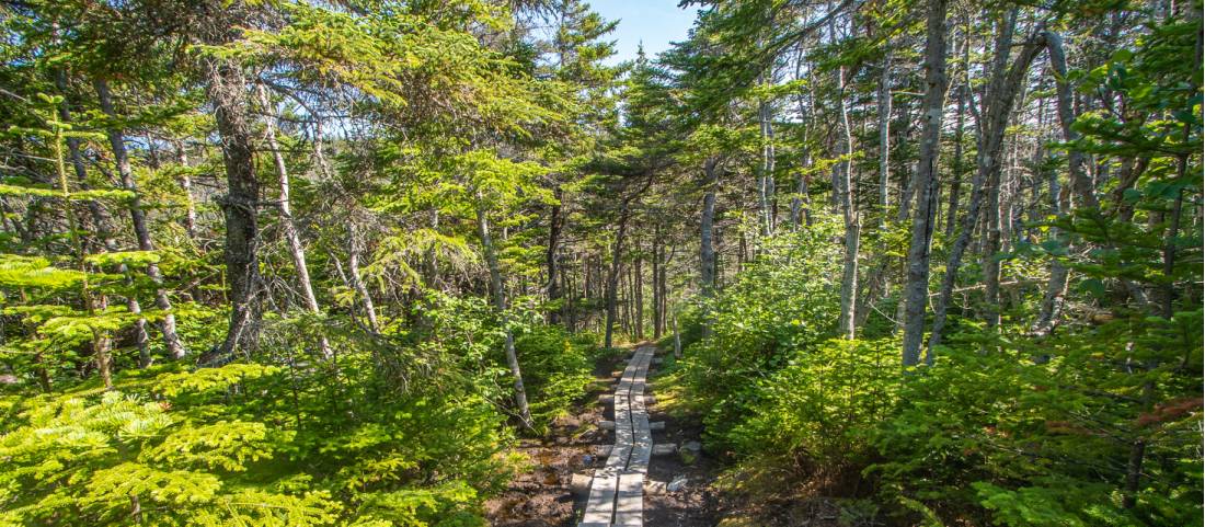 Celebrate the Forest and the Trees | Great Canadian Trails Blog
