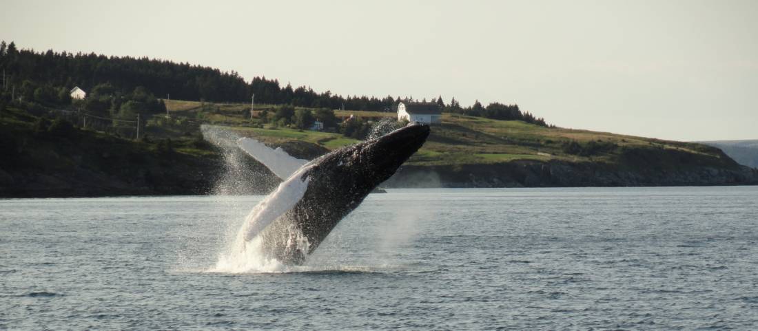 Having a Whale of a Time | Great Canadian Trails Blog