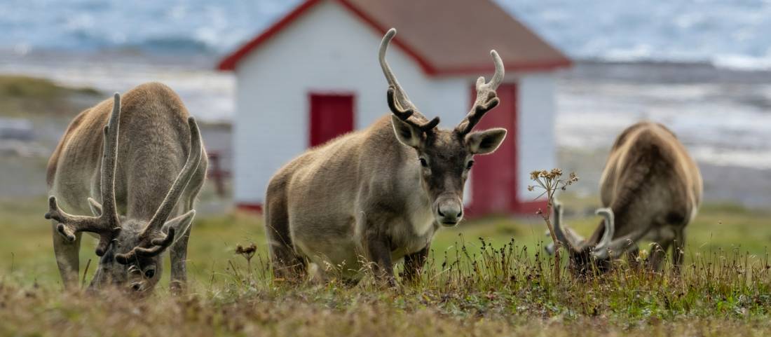 A Guide to Canada’s Wildlife | Great Canadian Trails Blog